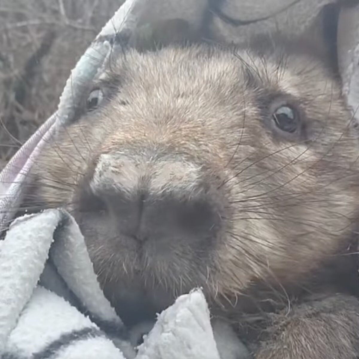 Wombat Waits At Rescuer's Feet Every Morning For The Sweetest Reason ...