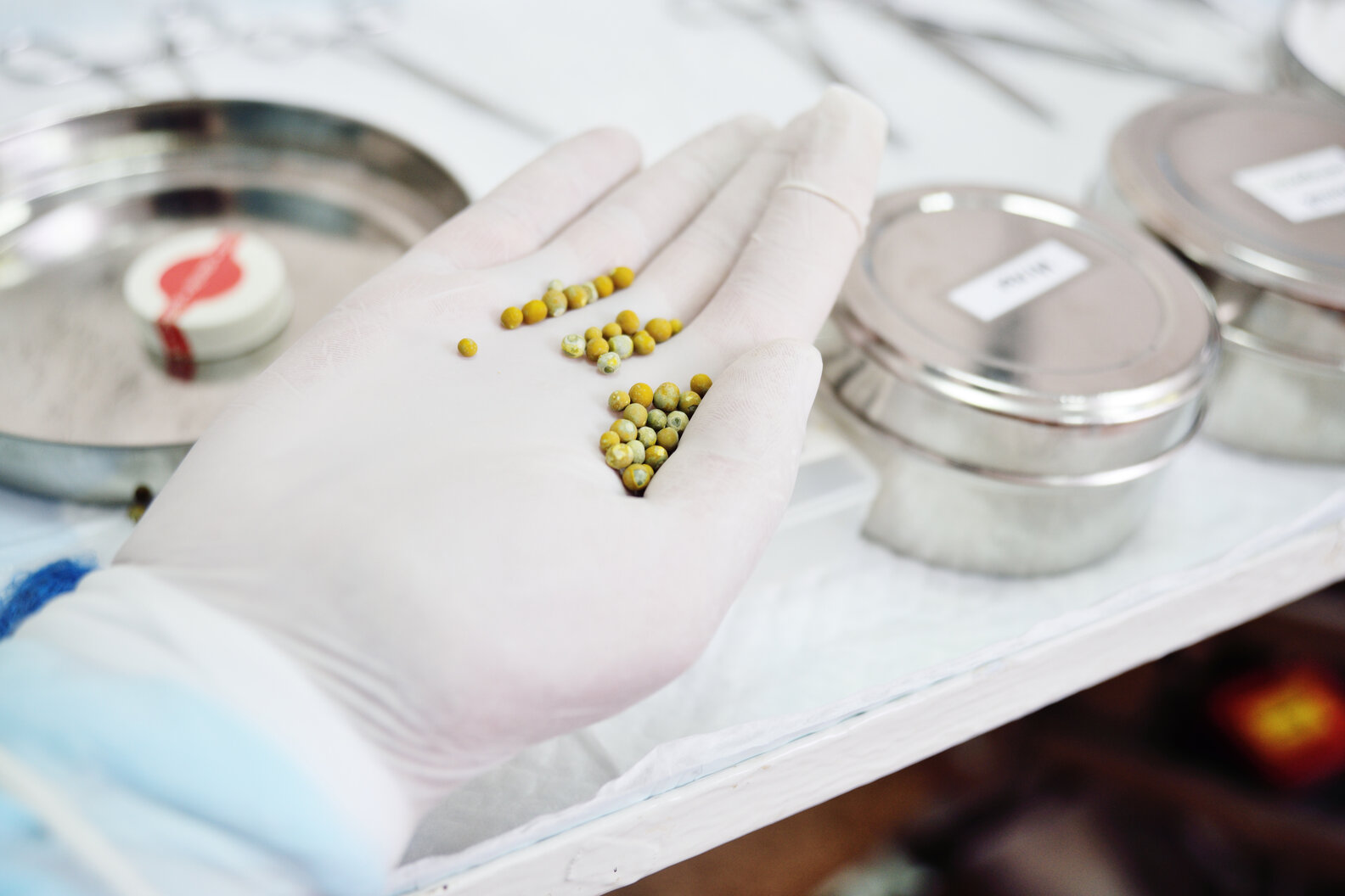 Bladder Stones In Dogs: Here’s What To Know, According To A Vet ...