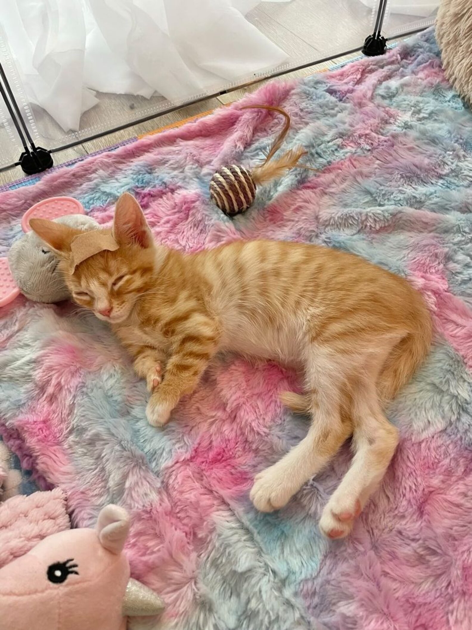 Special Needs Kitten Always Has A Band-Aid On His Head - The Dodo