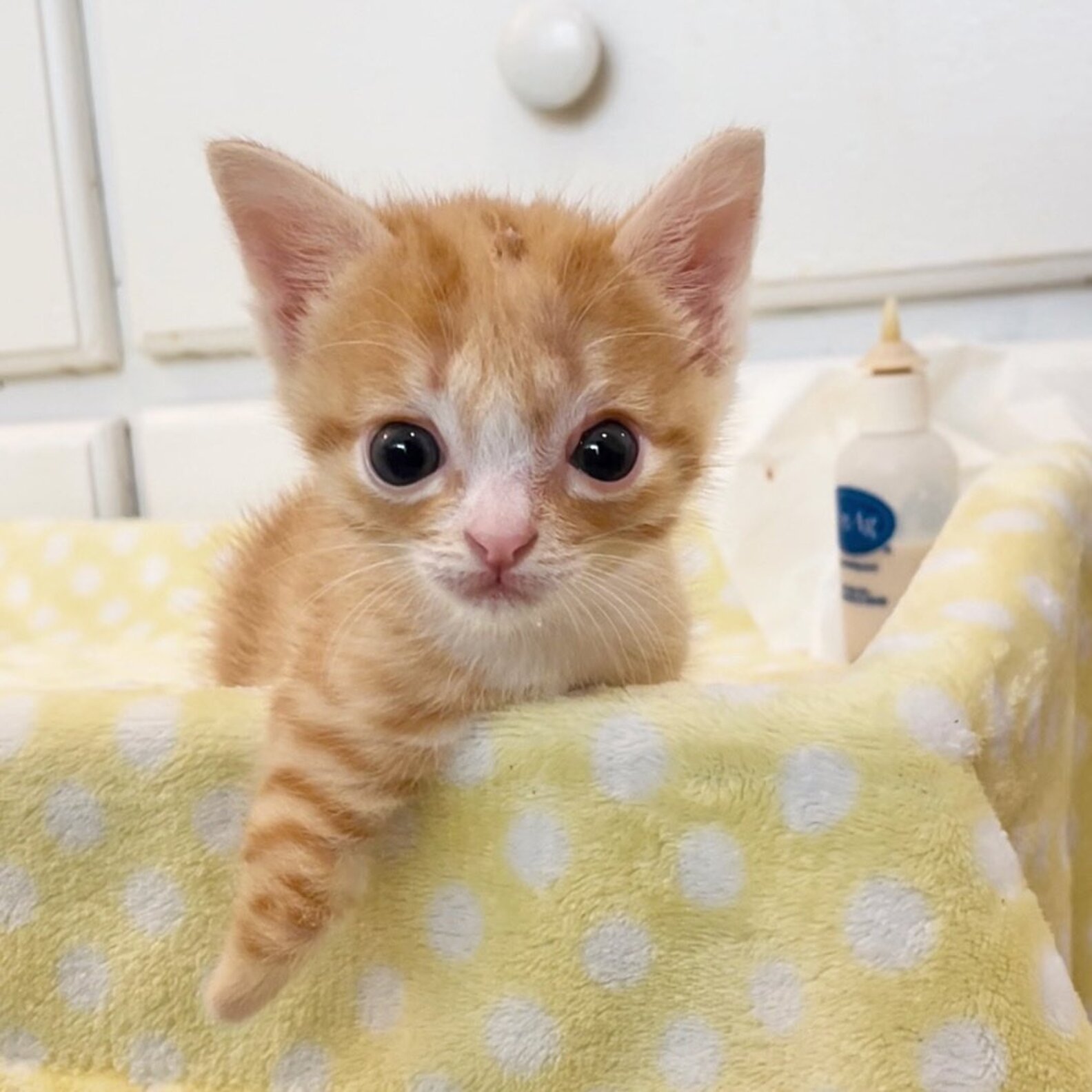 Special Needs Kitten Always Has A Band-Aid On His Head - The Dodo