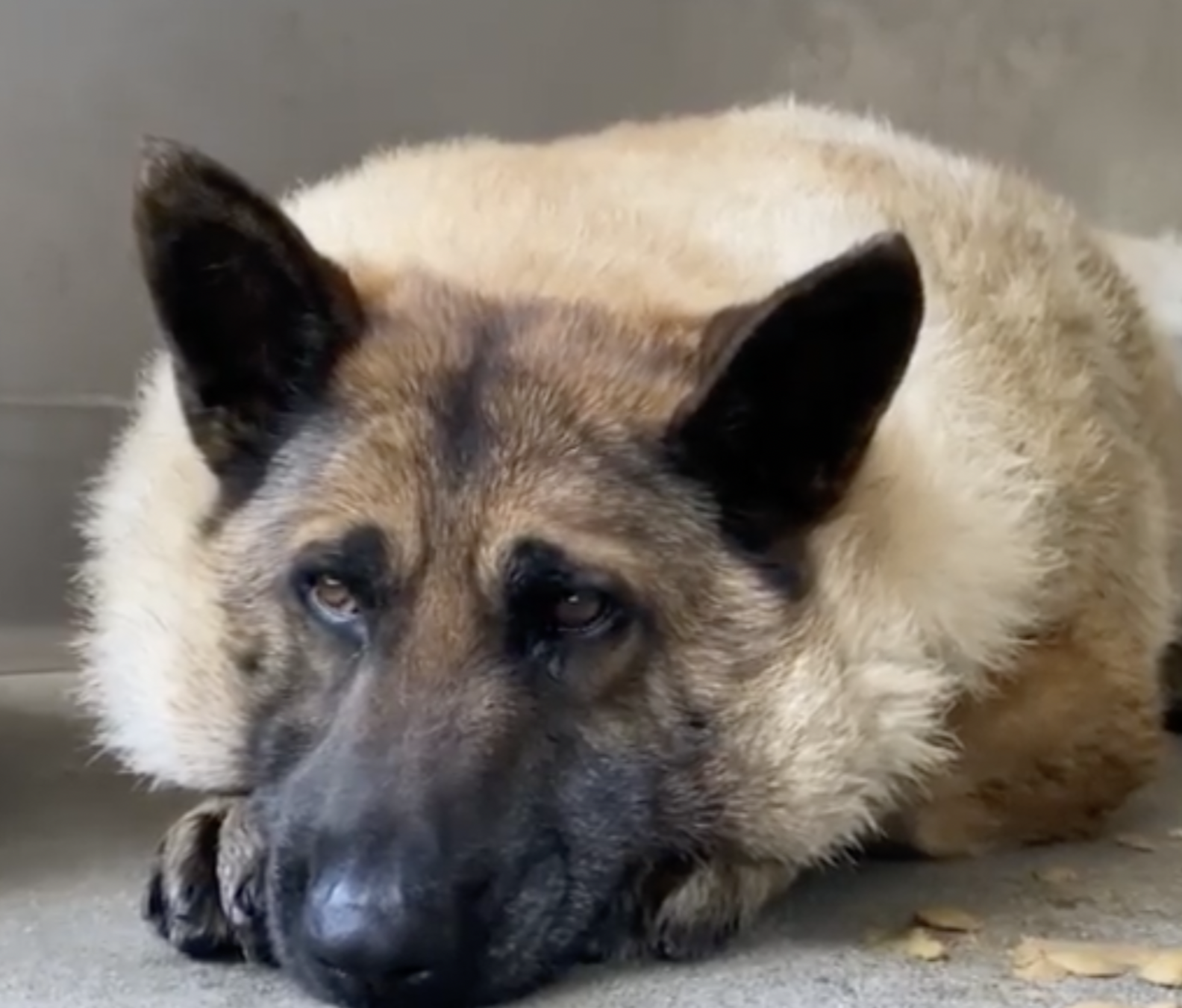 No One At San Bernardino Shelter Knew Why This Stray Shepherd Was So ...