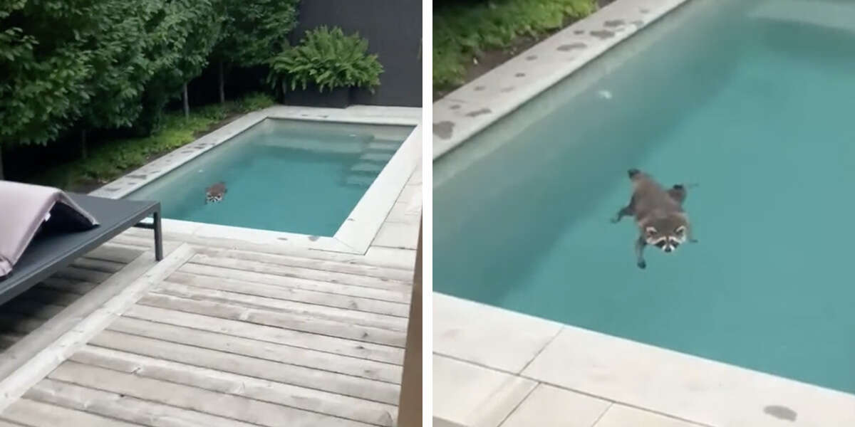 Chubby Raccoon Keeps Coming Back To Swim In Woman's Pool In Canada ...