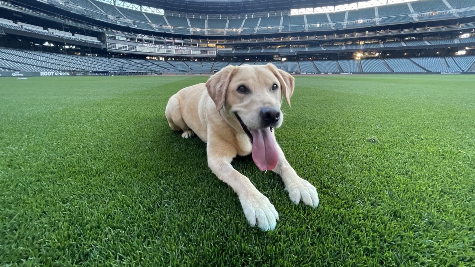 Seattle Mariners Adopt Tucker, A Rescue Dog, To Promote Awareness Of ...