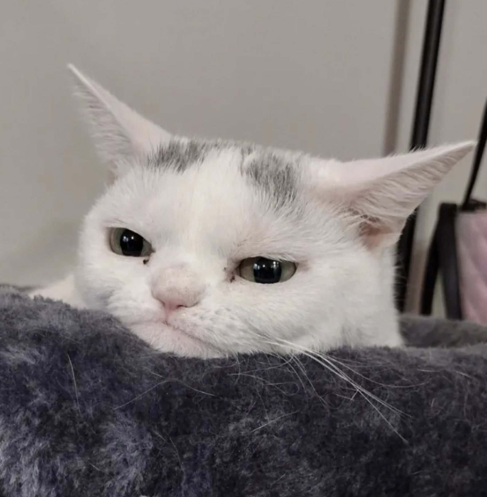 Stray 'Dwarf' Kitten Widget Wins Over Everyone She Meets - The Dodo