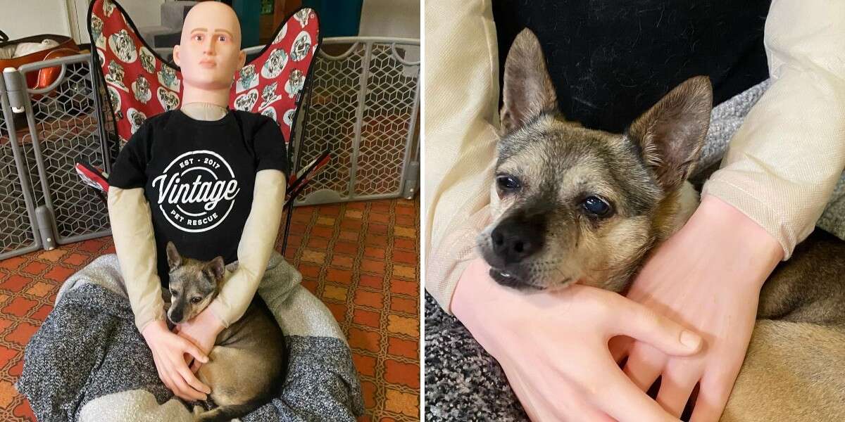 Rescuers Find Perfect Solution For Dog Who Demands To Be Held All The ...