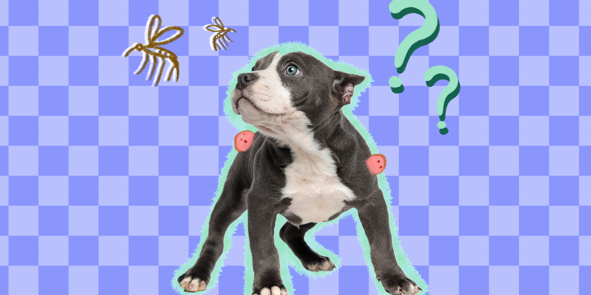 Do Mosquitoes Bite Dogs? And What Complications Can This Cause ...