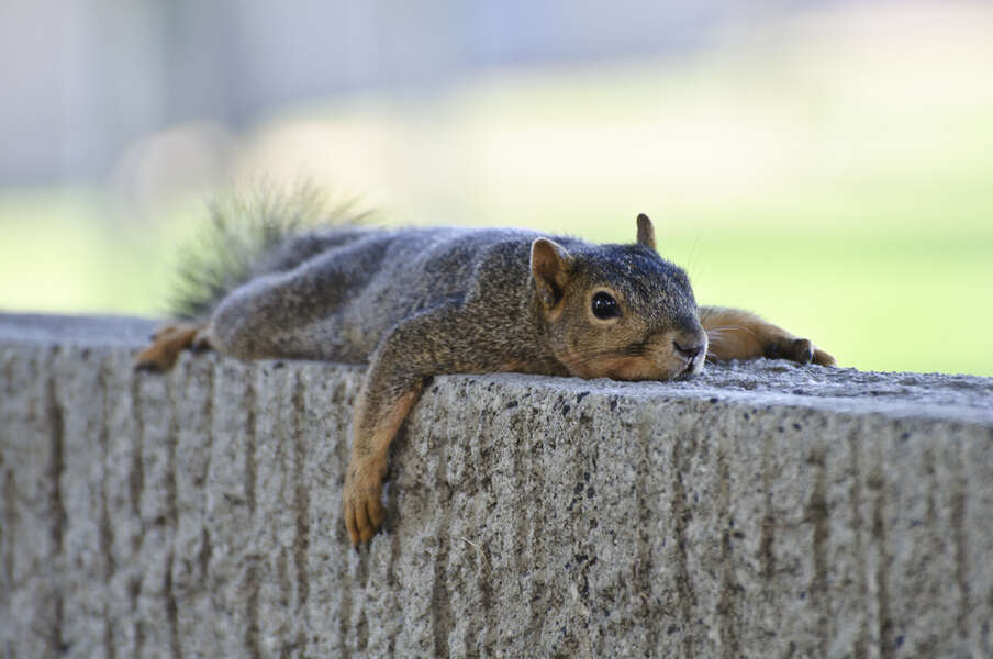 NYC Squirrels Are Splooting to Keep Cool During the Summer - Thrillist