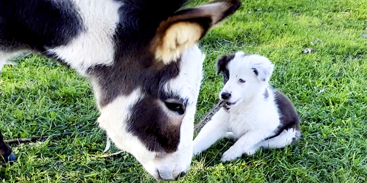 Mini Donkey Is Total Chaos And Her Puppy Friend Loves It - Videos - The ...