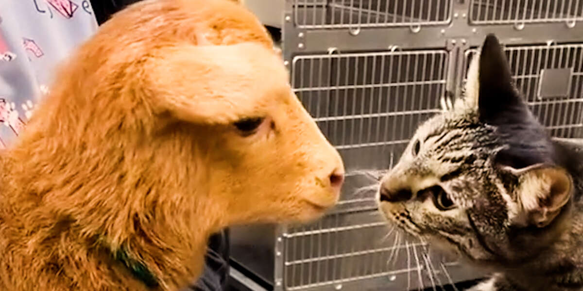 Cat Reaches Into Every Cage At The Vet To Pet The Animals - Videos ...