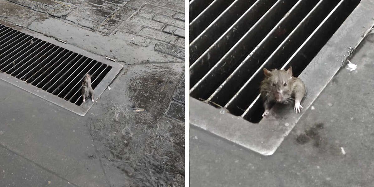 Rat Trapped In Storm Drain Had Given Up Hope That Anyone Would Save Her ...