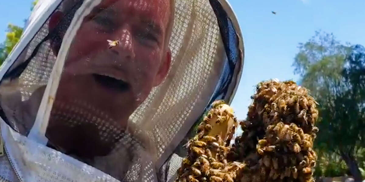 Guy Rescues Bees With His Bare Hands - Videos - The Dodo