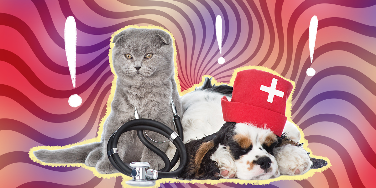 10 Times You Should Take Your Pet Right To The Emergency Room ...