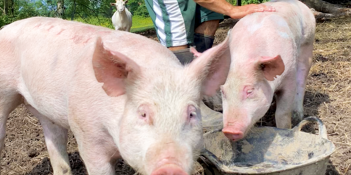 Rescue Pigs Get The Spa Day of Their Dreams - Videos - The Dodo