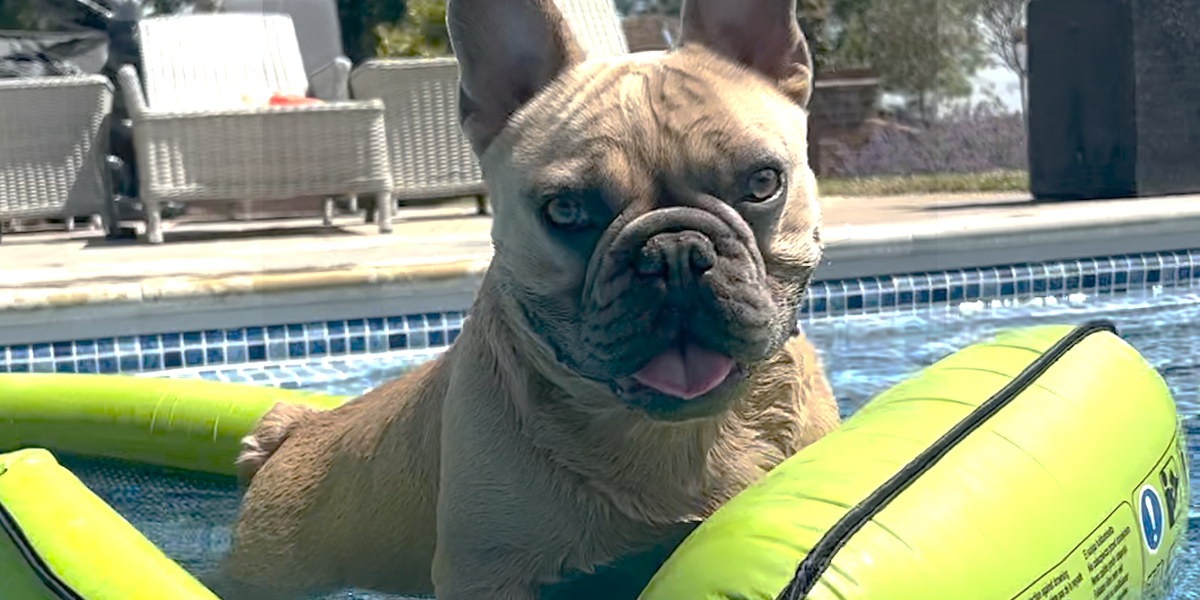 Dog Is Obsessed With The Pool And Spends His Whole Summer In The Water ...