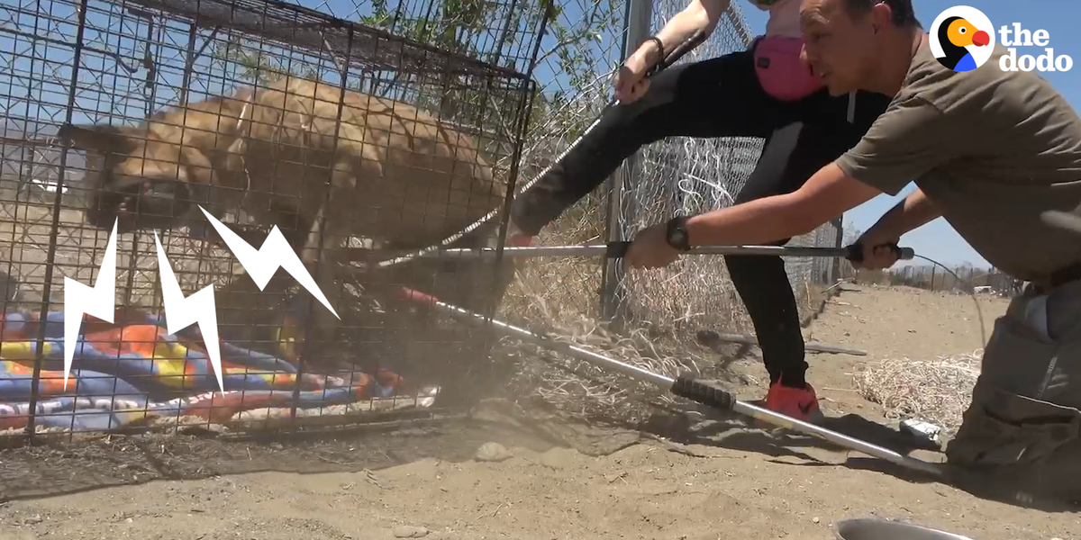 Scared German Shepherd Rescued In The Desert - Videos - The Dodo
