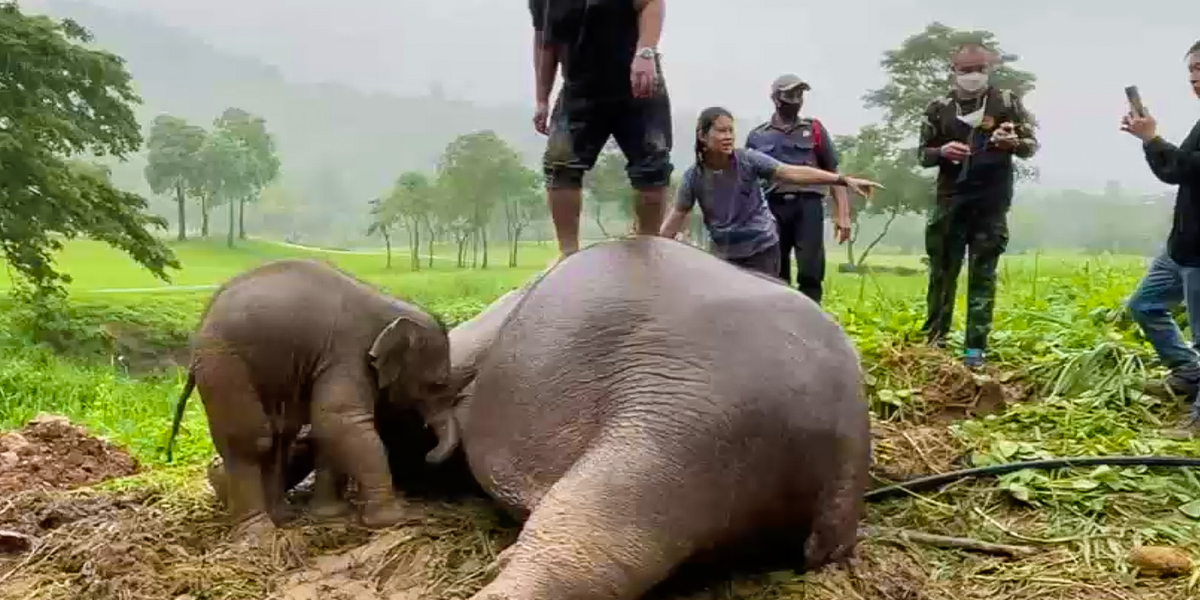 Mama And Baby Elephant Get Stuck In 7 Foot Hole - Videos - The Dodo