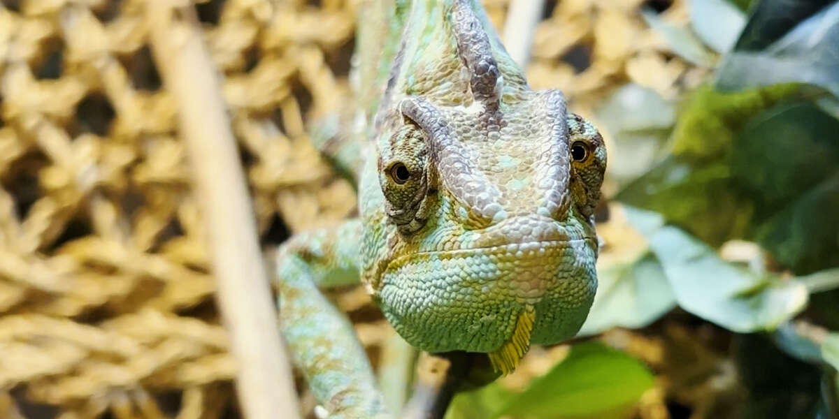Chameleon Completely Changes Color When He's Adopted - Videos - The Dodo
