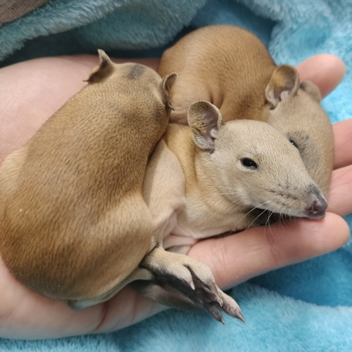 Woman Is Shocked To Find Family Of Mystery Animals Snuggled In Her Dog ...