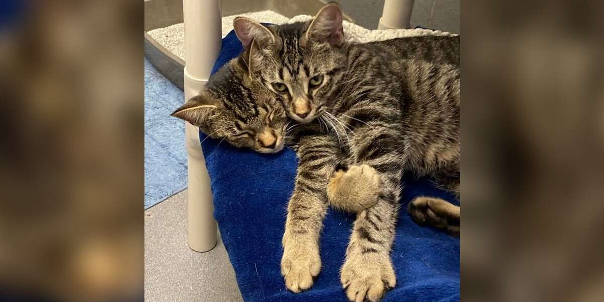 Everyone Is In Love With Two-Headed Kitten - The Dodo