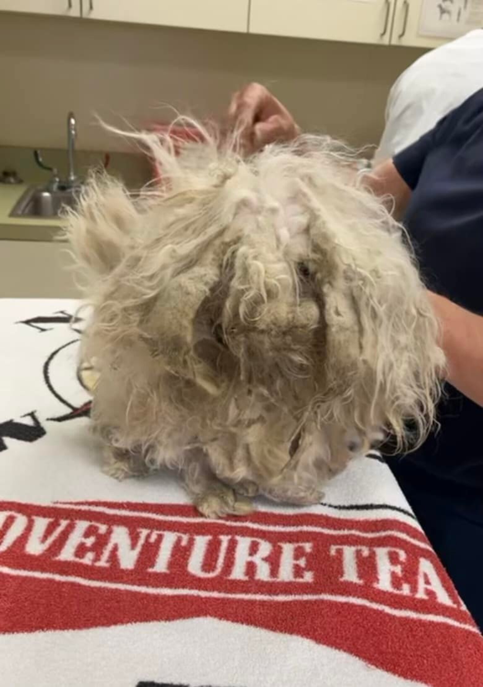 Irie The Matted Rescue Dog Gets Makeover That Reveals The Cutest Face ...