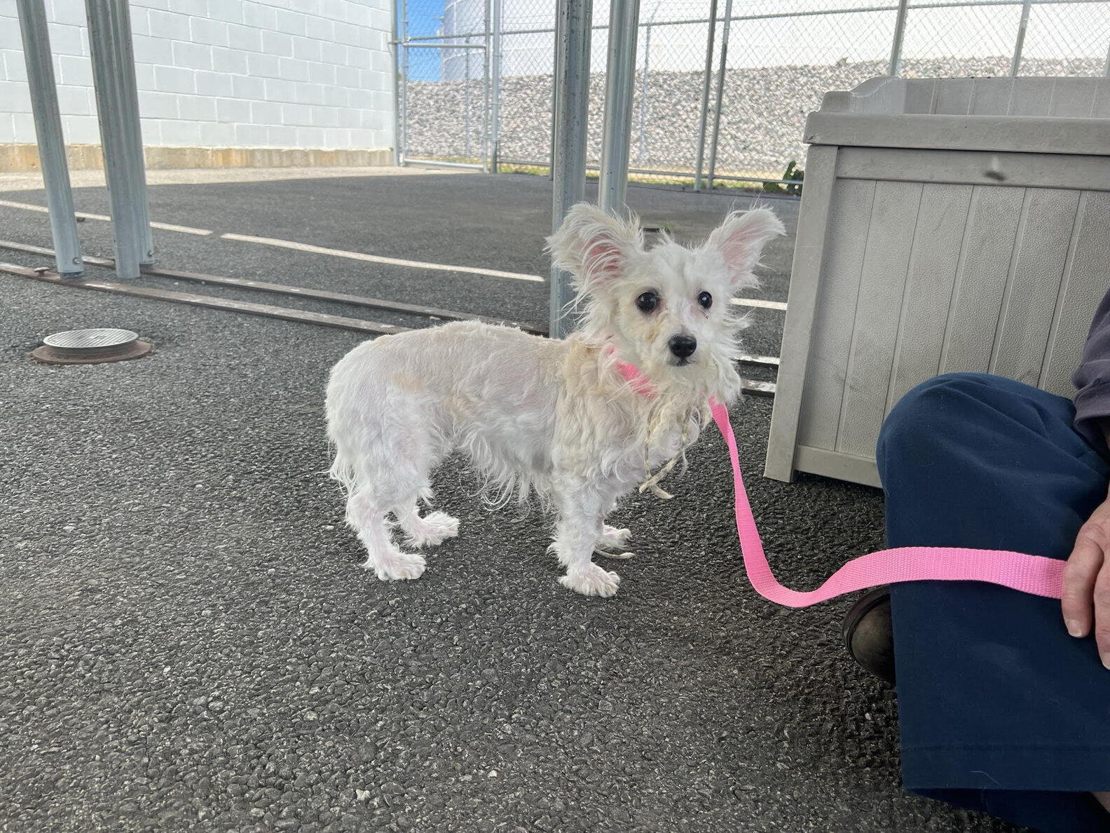 Irie The Matted Rescue Dog Gets Makeover That Reveals The Cutest Face ...