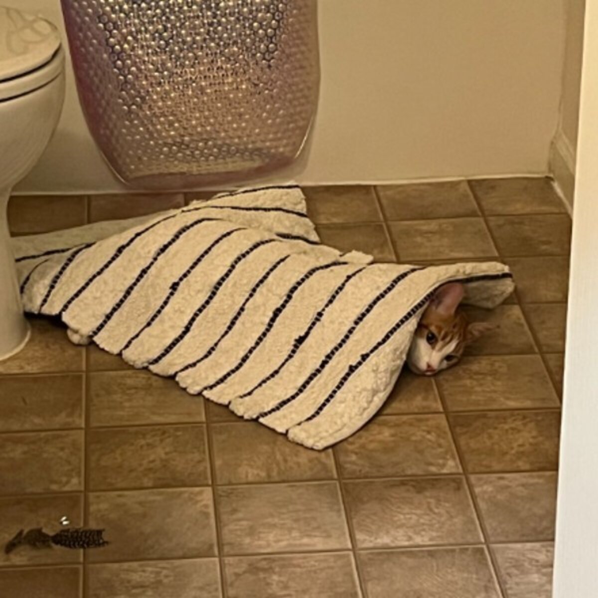 Cat Makes Himself 'Invisible' Under Bath Mats So He Can Spy On Family ...