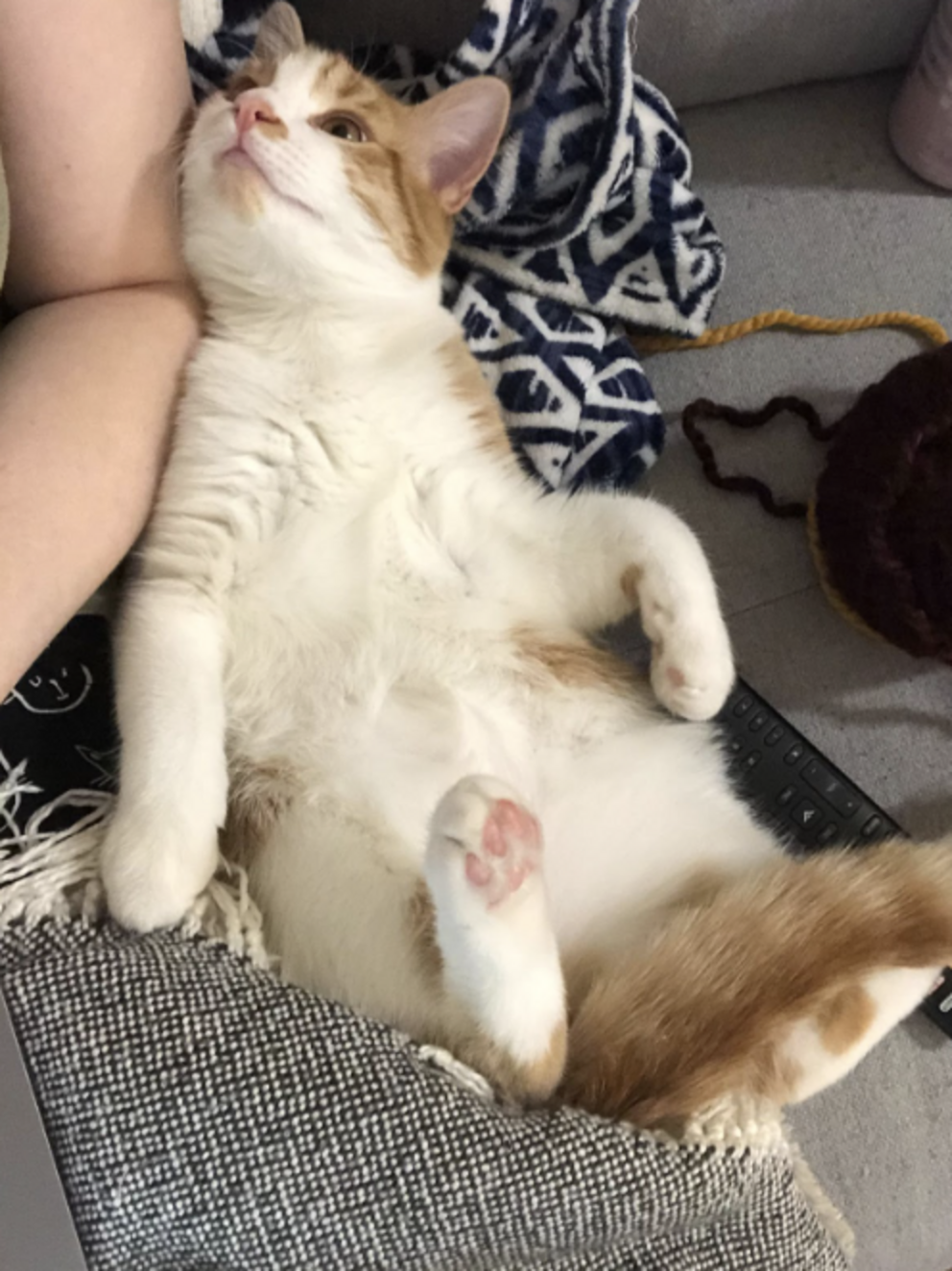 Cat Makes Himself 'Invisible' Under Bath Mats So He Can Spy On Family ...