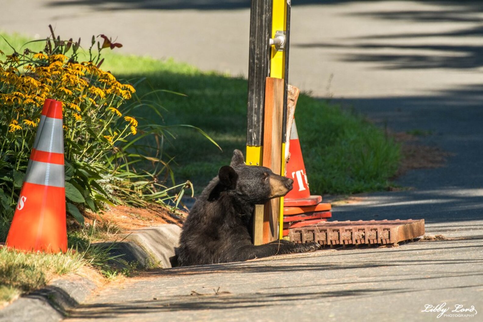 Rescuers Sees Bear Stuck In Storm Drain — And Realizes She Isn't Alone ...