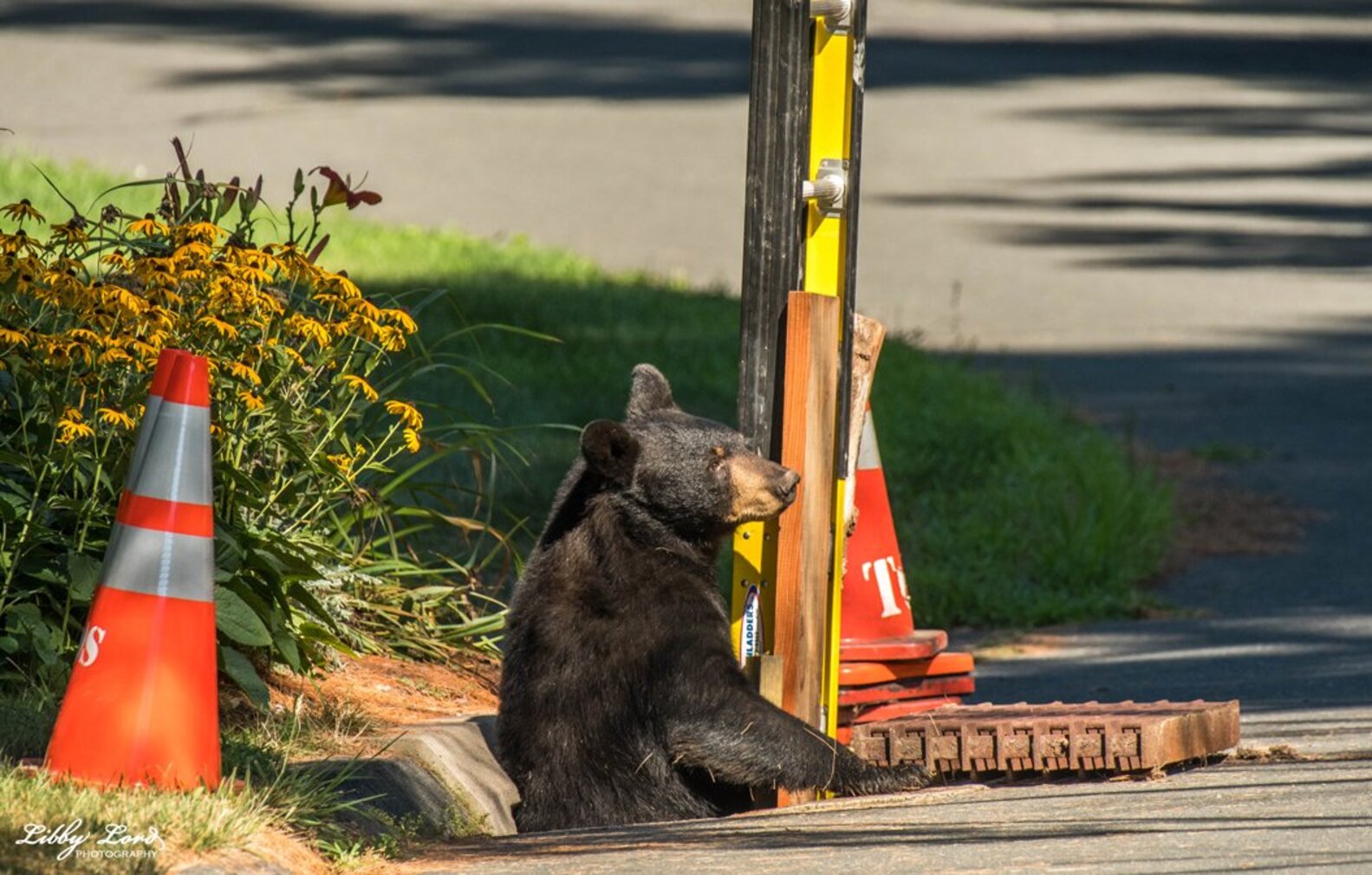 Rescuers Sees Bear Stuck In Storm Drain — And Realizes She Isn't Alone ...