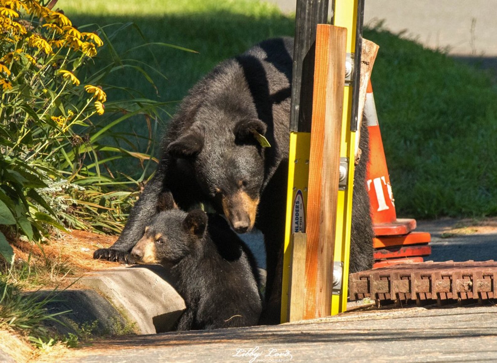 Rescuers Sees Bear Stuck In Storm Drain — And Realizes She Isn't Alone ...