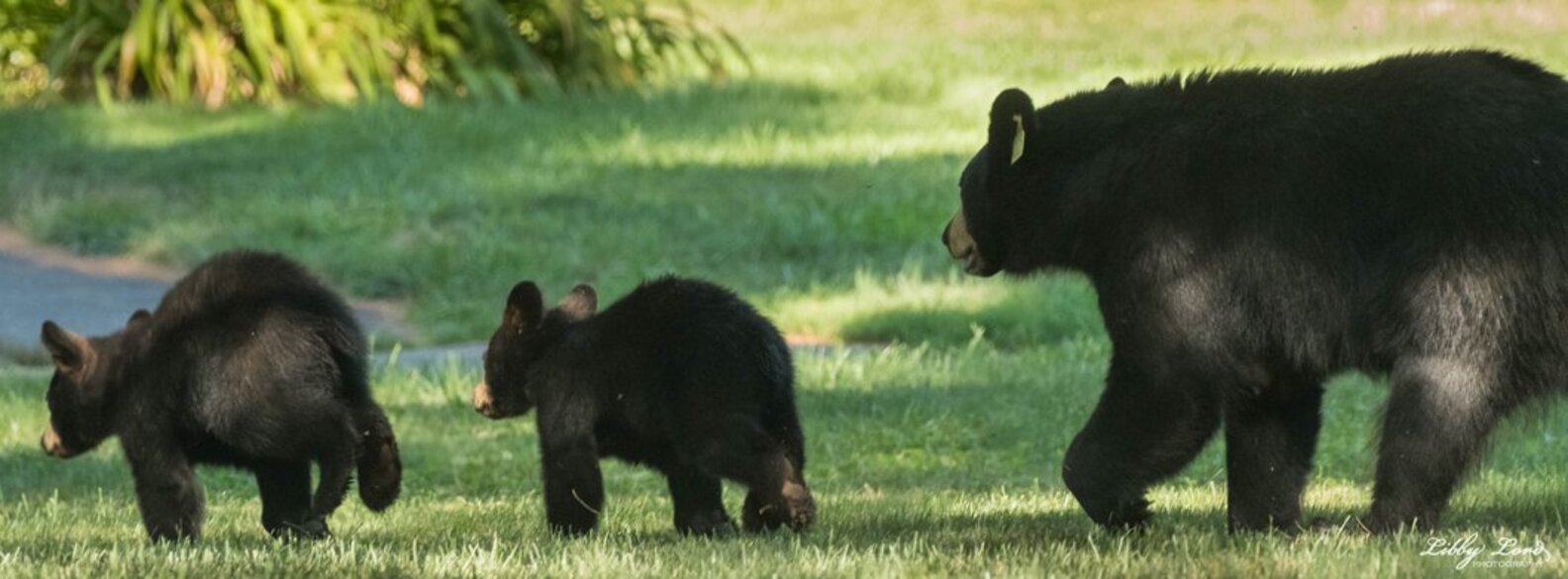 Rescuers Sees Bear Stuck In Storm Drain — And Realizes She Isn't Alone ...