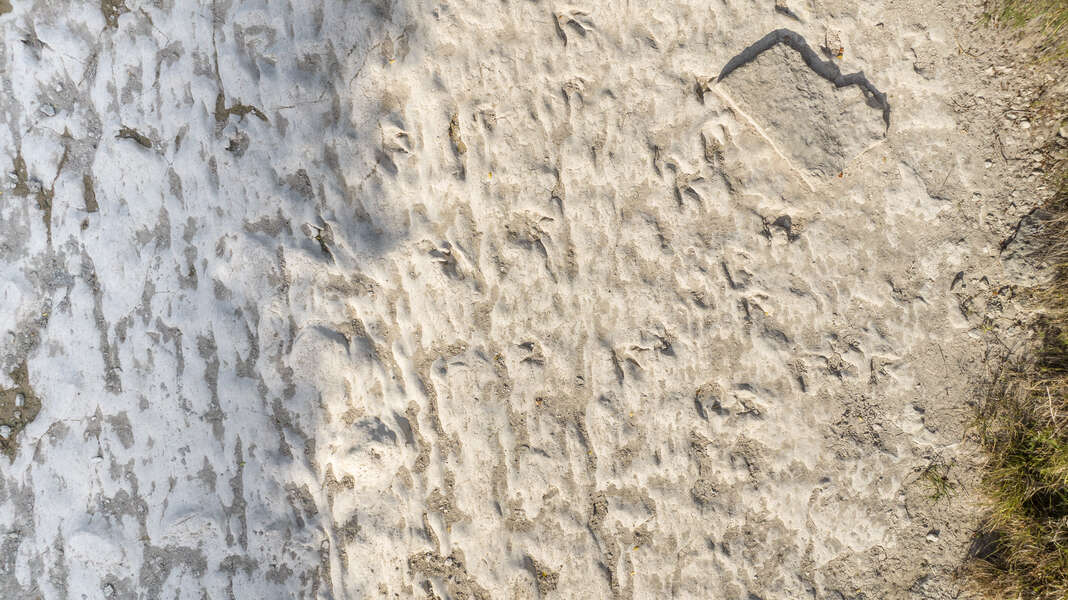 Massive Dinosaur Tracks Uncovered in a Texas State Park - Thrillist