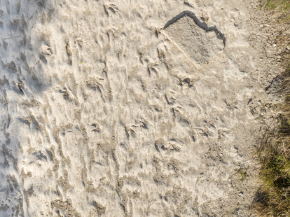 Massive Dinosaur Tracks Uncovered in a Texas State Park - Thrillist