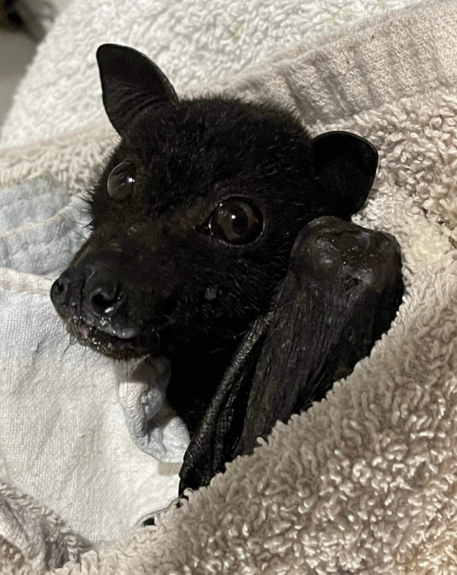 Worried Bat Clings To Busy Sidewalk Until Someone Finally Stops To Help ...