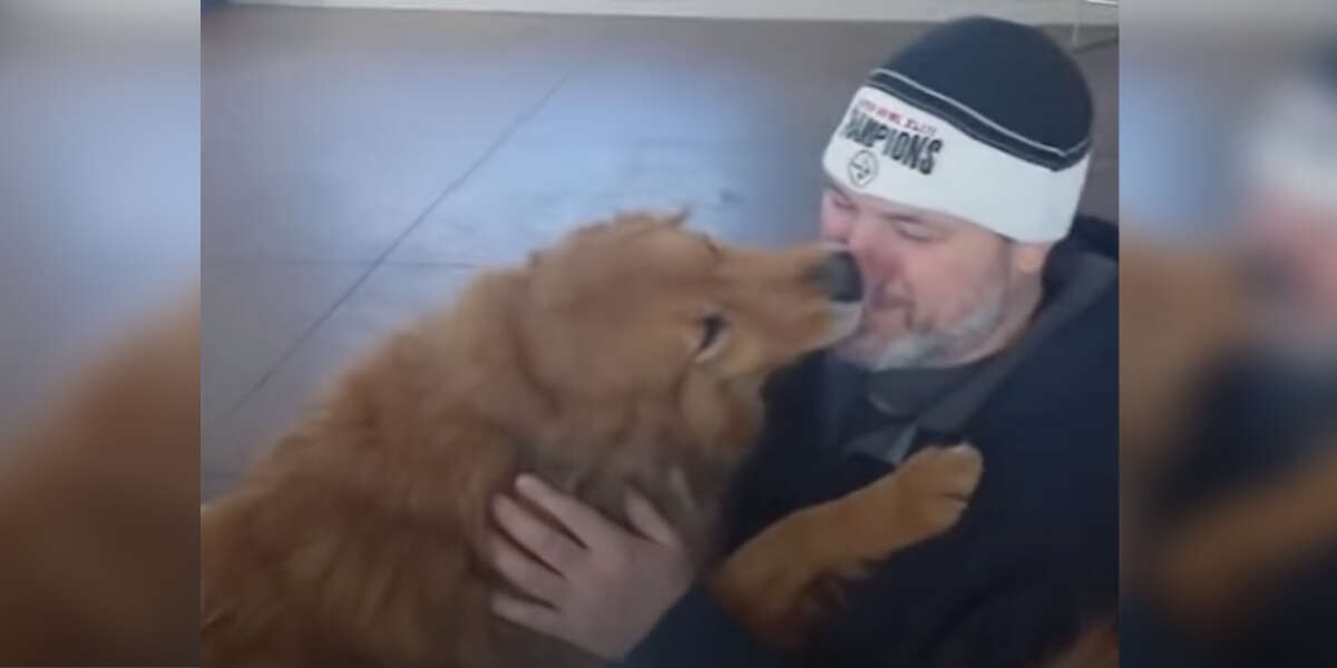 Dogs Cry More Than People When They’re Reunited With Their Pet Parent ...