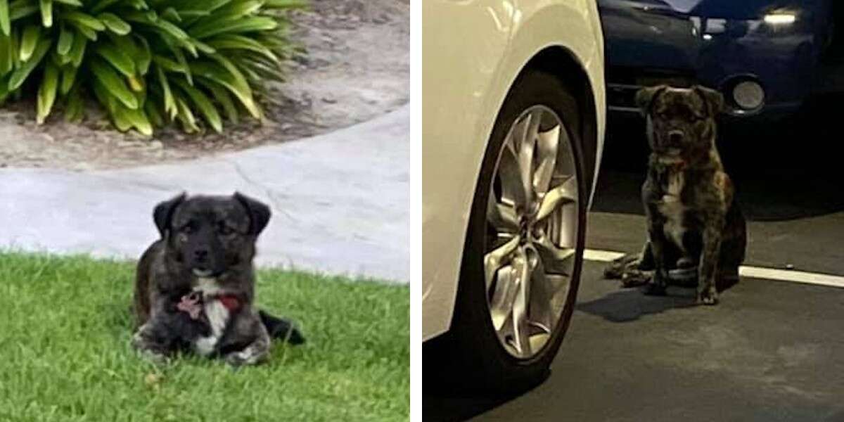 Lost Dog Walks 45 Miles Across California To Find A Forever Family ...