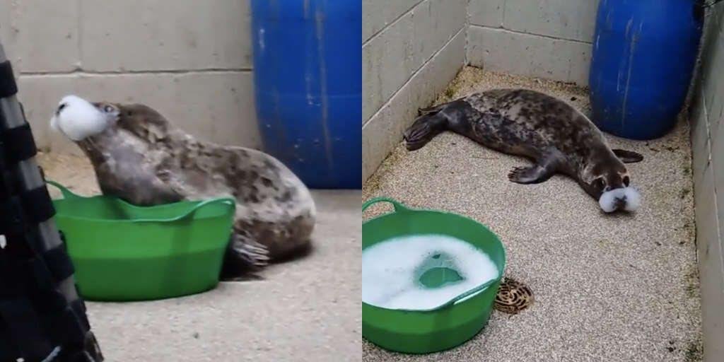 Funny Seal Bucket