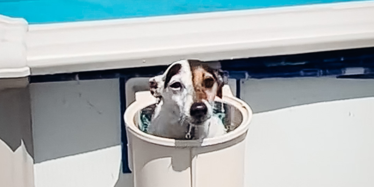 Jack Russell Terrier Is Obsessed With Her Pool - Videos - The Dodo