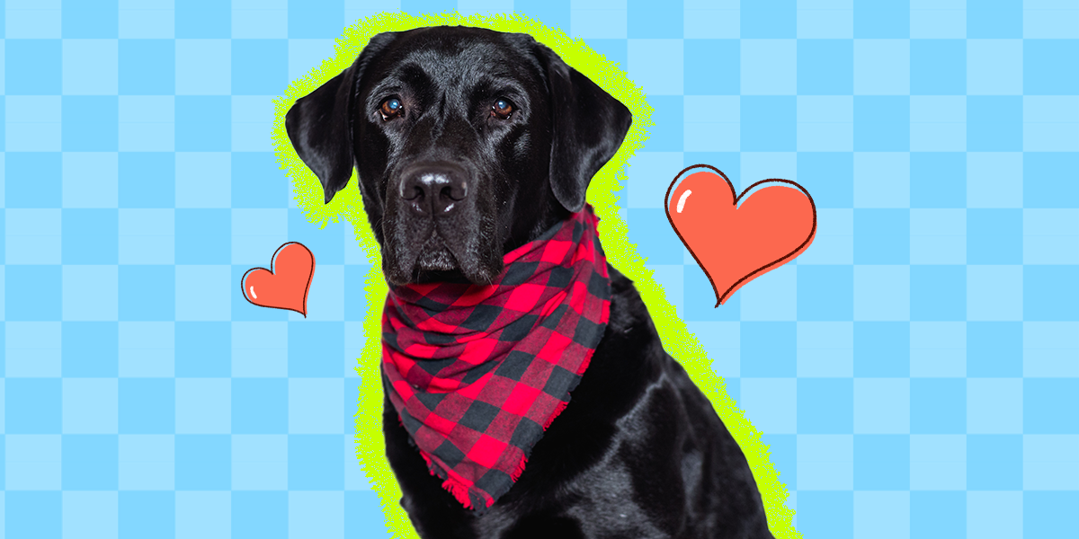 Rescue Dog Shopping Guide: Spoil Your Pup With These Must-Have Items ...