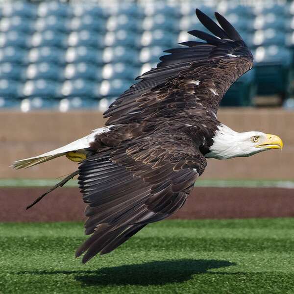 Charlotte Douglas International Airport Welcomes Eagle Through TSA ...