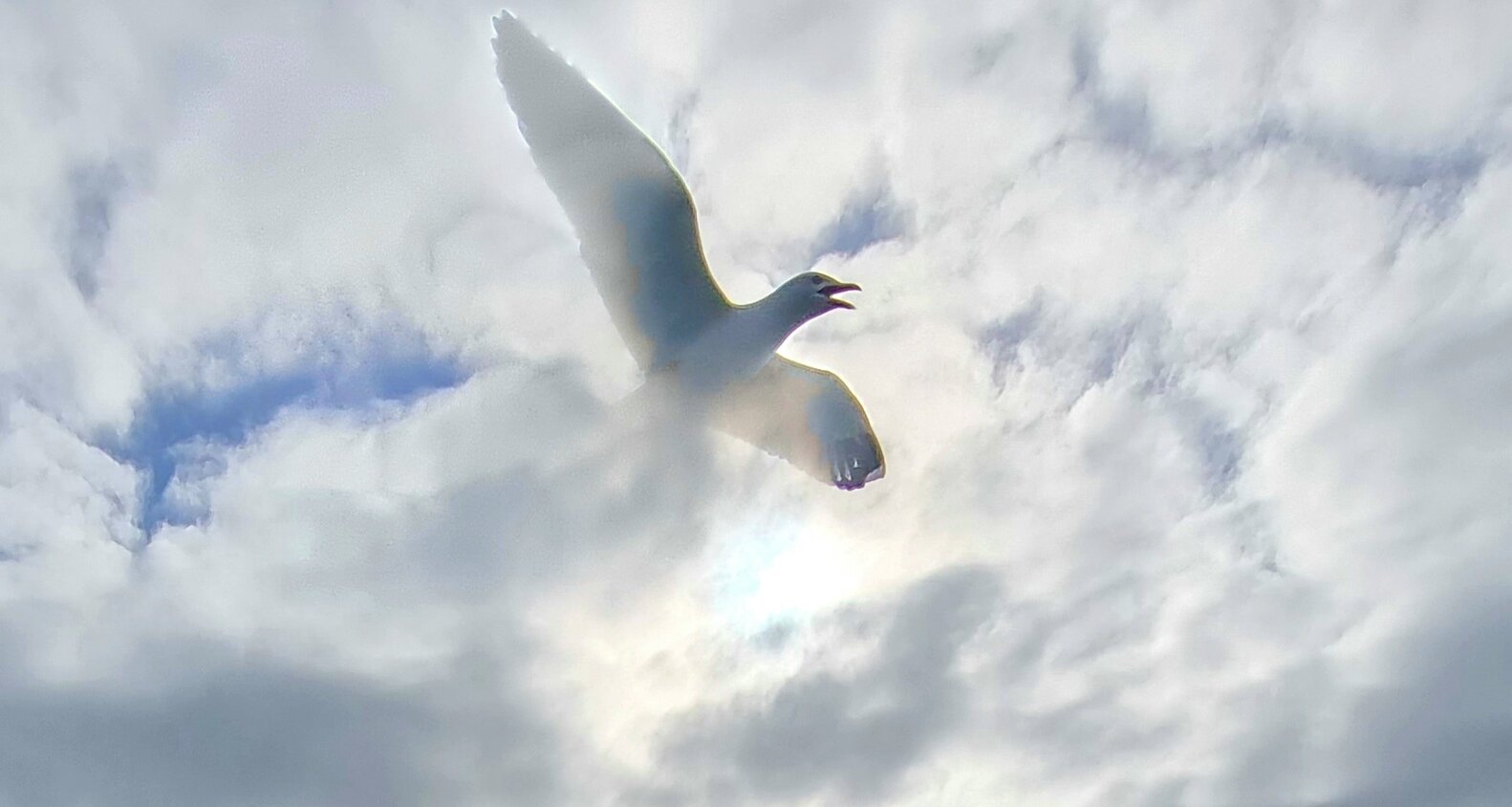 Guy Takes Photo And Accidentally Captures Mystical Bird - The Dodo