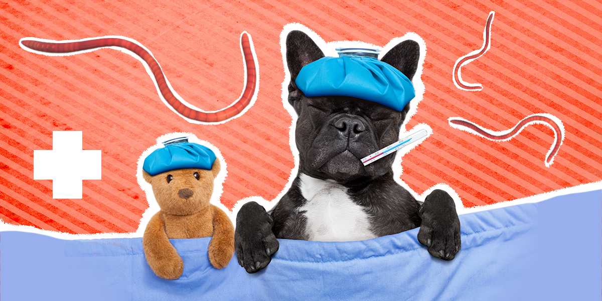 Heartworm Medicine For Dogs: The 5 Best Vet-Approved Options - DodoWell ...