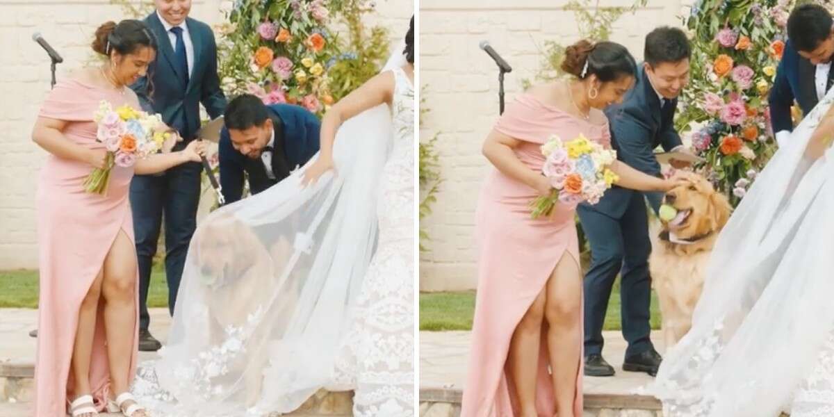 Dog Ring Bearer Accidentally Stops Wedding When He Loses Ball In His ...