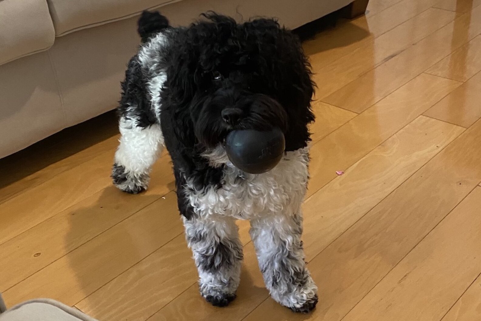 KONG Dog Toys: Are They Worth Buying, According To Reviews? - Paw of ...