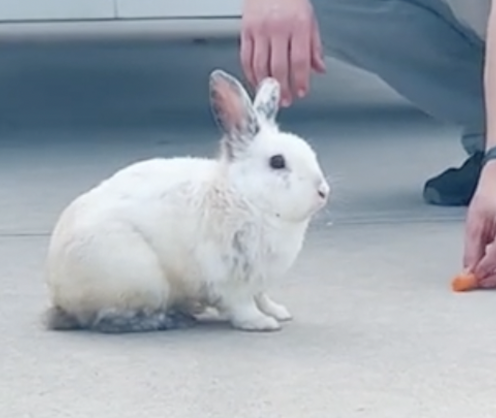 Lost Bunny Runs Into Woman's Backyard Pleading For Help - The Dodo