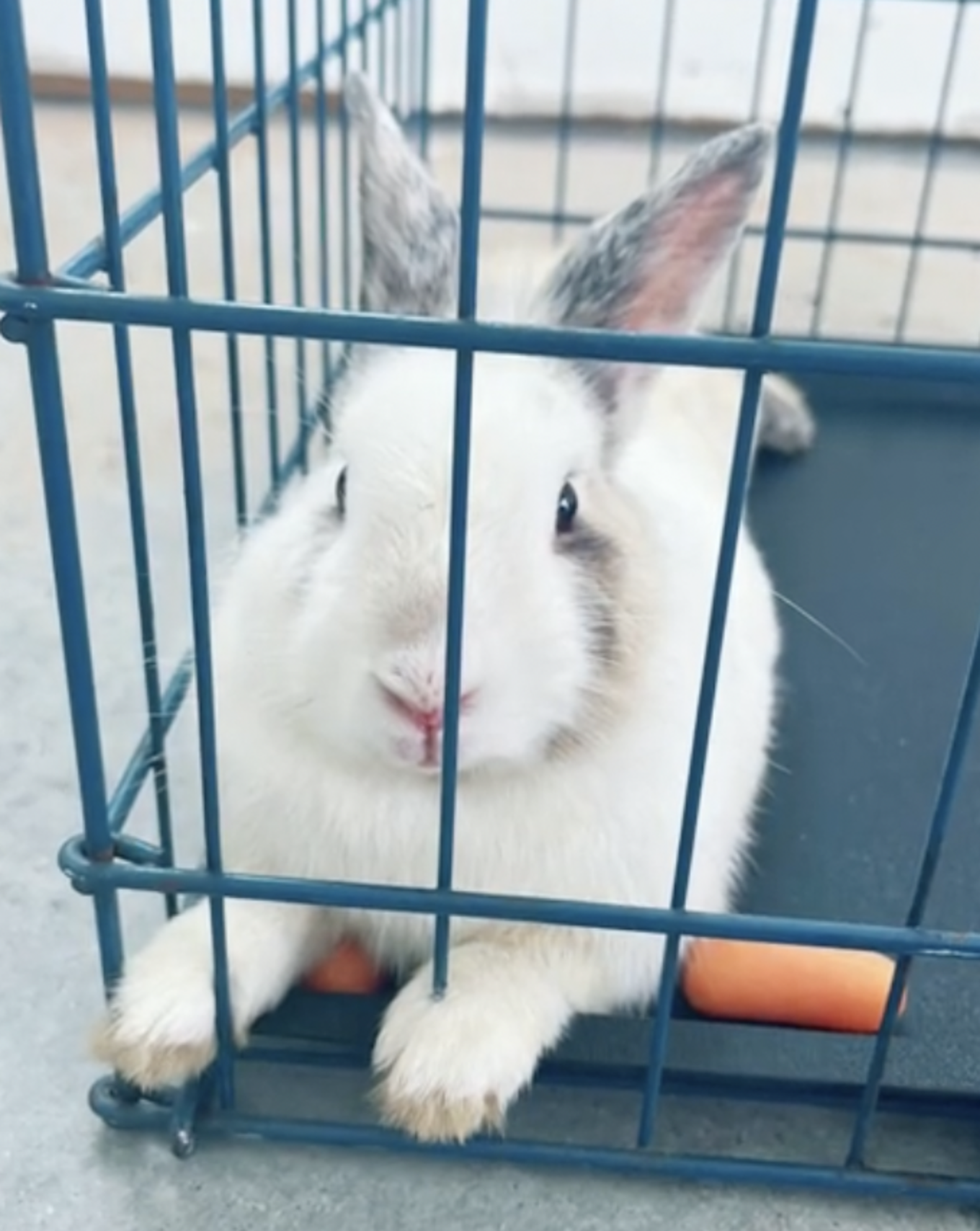 Lost Bunny Runs Into Woman's Backyard Pleading For Help - The Dodo