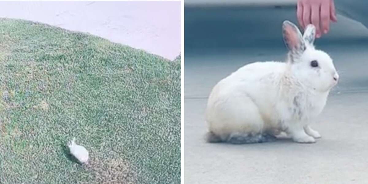 Lost Bunny Runs Into Woman's Backyard Pleading For Help - The Dodo