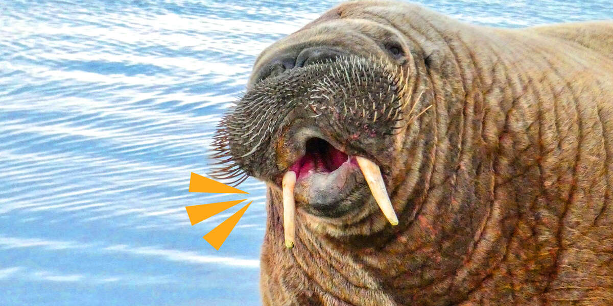 This Friendly Wild Walrus Story Has A Happy Ending - Videos - The Dodo