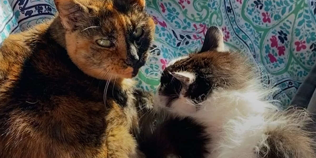 These Senior Cats Fell In Love During Retirement - Videos - The Dodo