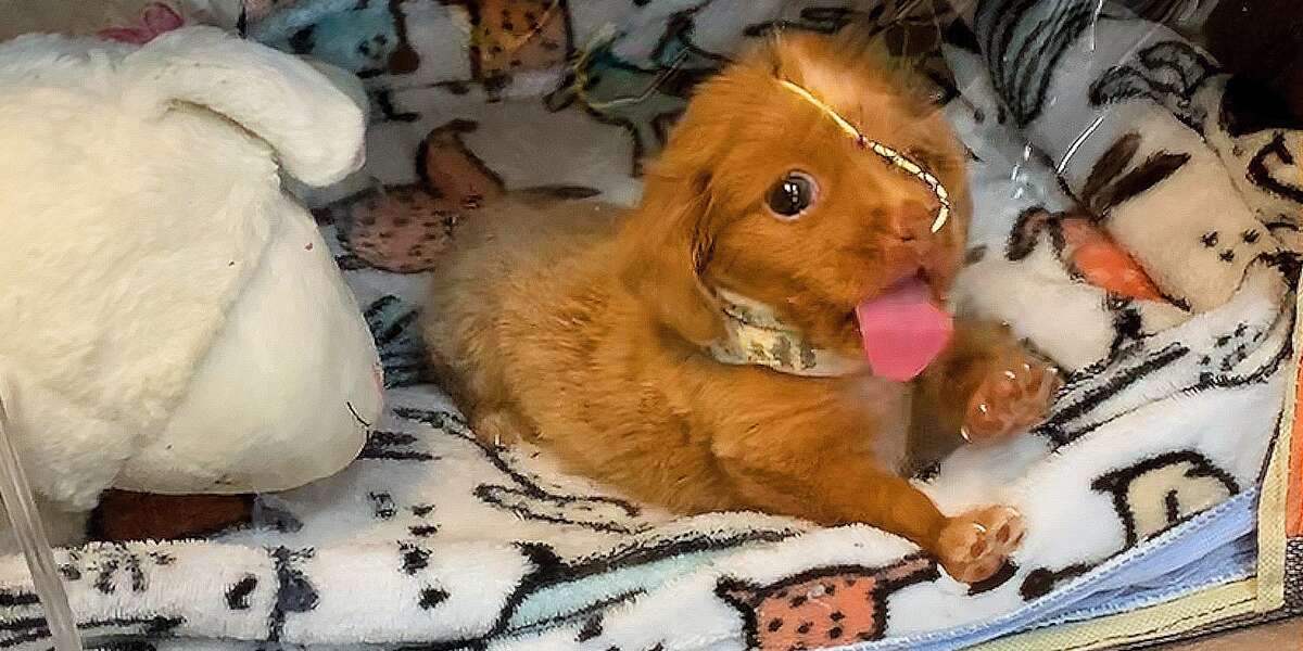 'Bubble Puppy' Decides She's Ready To Live In The World - Videos - The Dodo